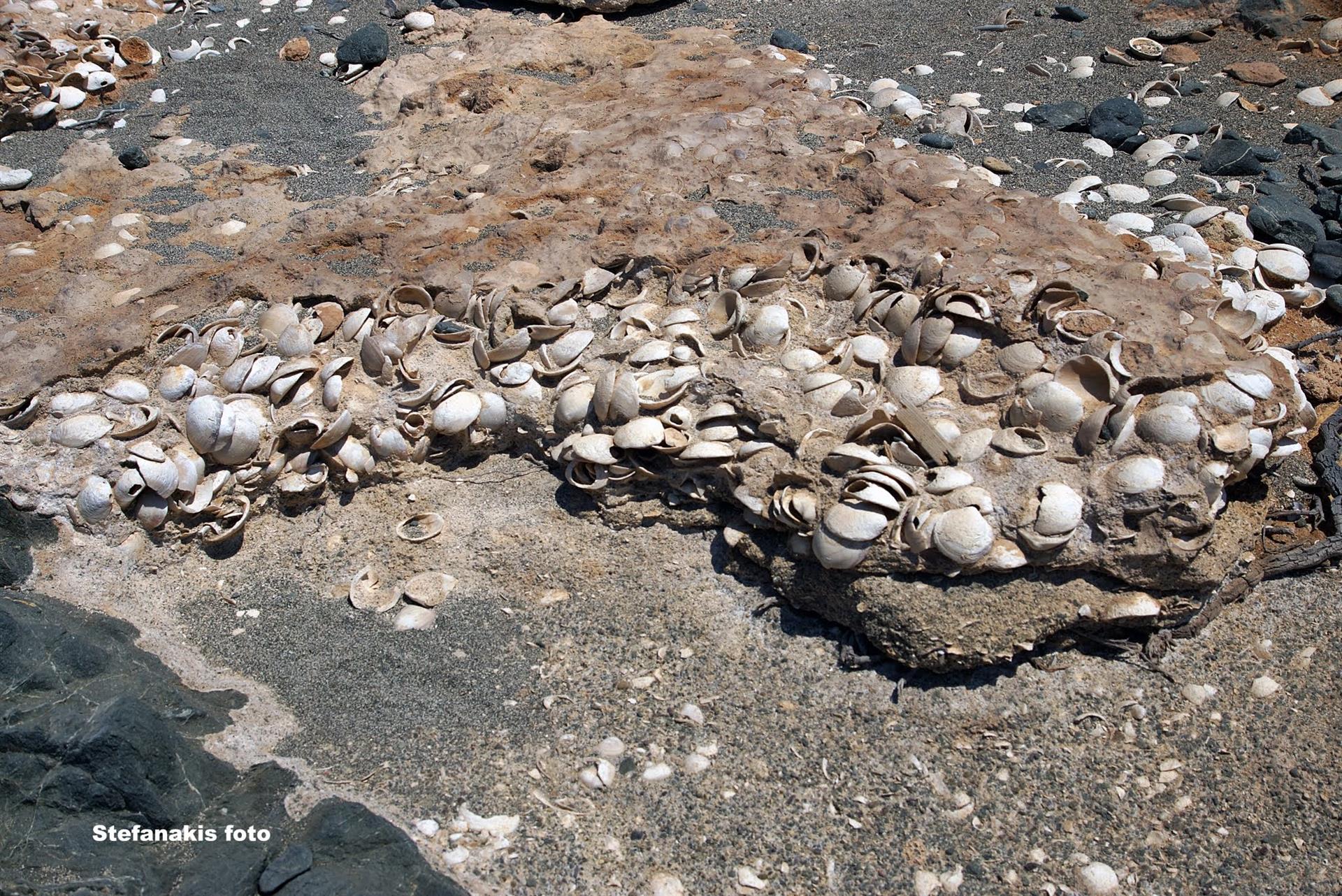 ⭐ Travel Guide for Island Crete ⛵, Greece - Shell Fossils