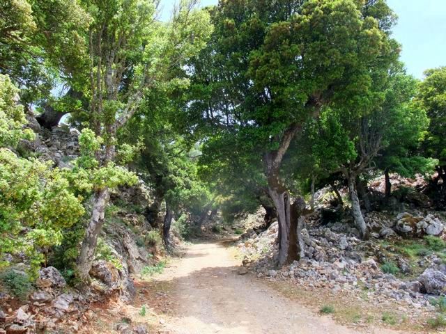 ⭐ Travel Guide for Island Crete ⛵, Greece - Selakano - Prina