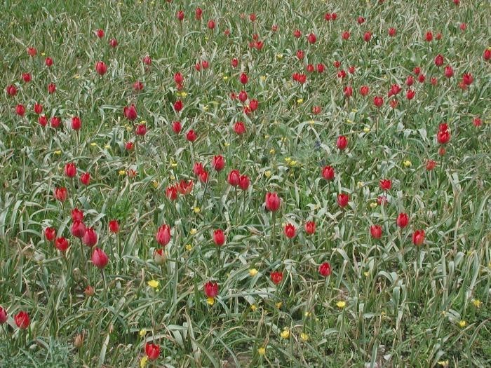 ⭐ Travel Guide for Island Crete ⛵, Greece - Kedros Mount